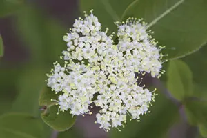 Witherod Viburnum | Johnson's Nursery | KB