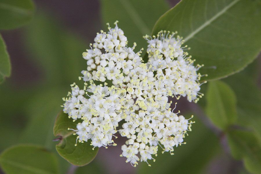 Wisconsin Native Shrubs | Johnson's Nursery | Knowledgebase