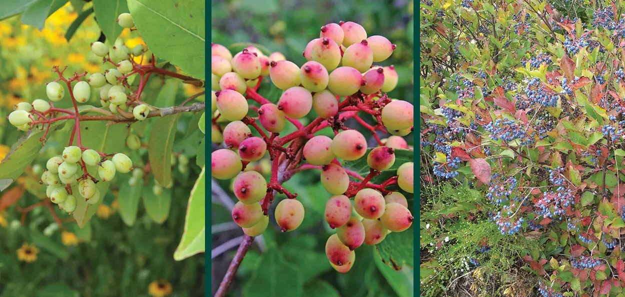 Witherod Viburnum | Johnson's Nursery | KB