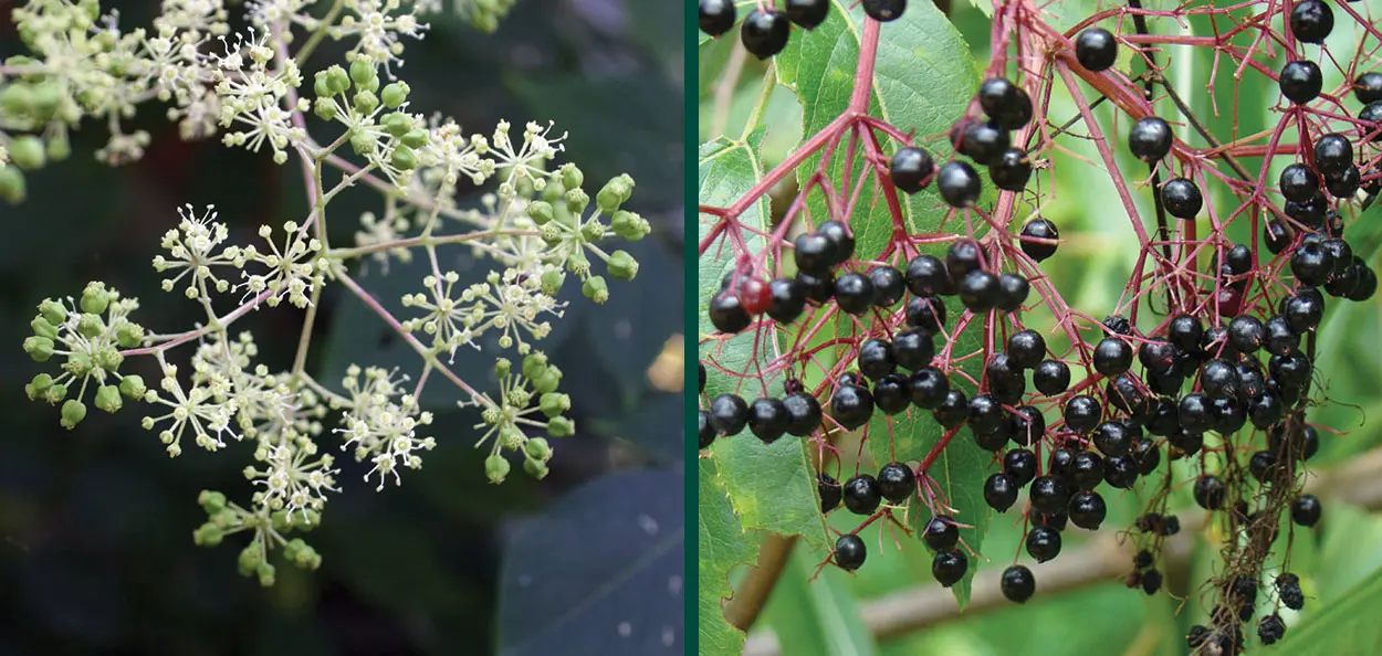 Devil’s Walking Stick | Johnson's Nursery | KB