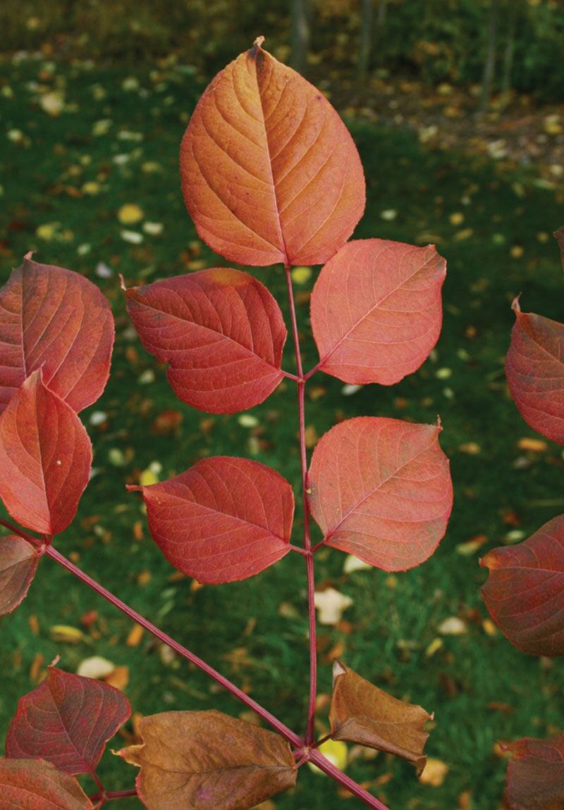 Devil’s Walking Stick | Johnson's Nursery | KB