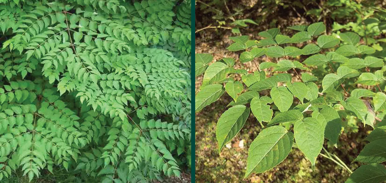 Devil’s Walking Stick | Johnson's Nursery | KB