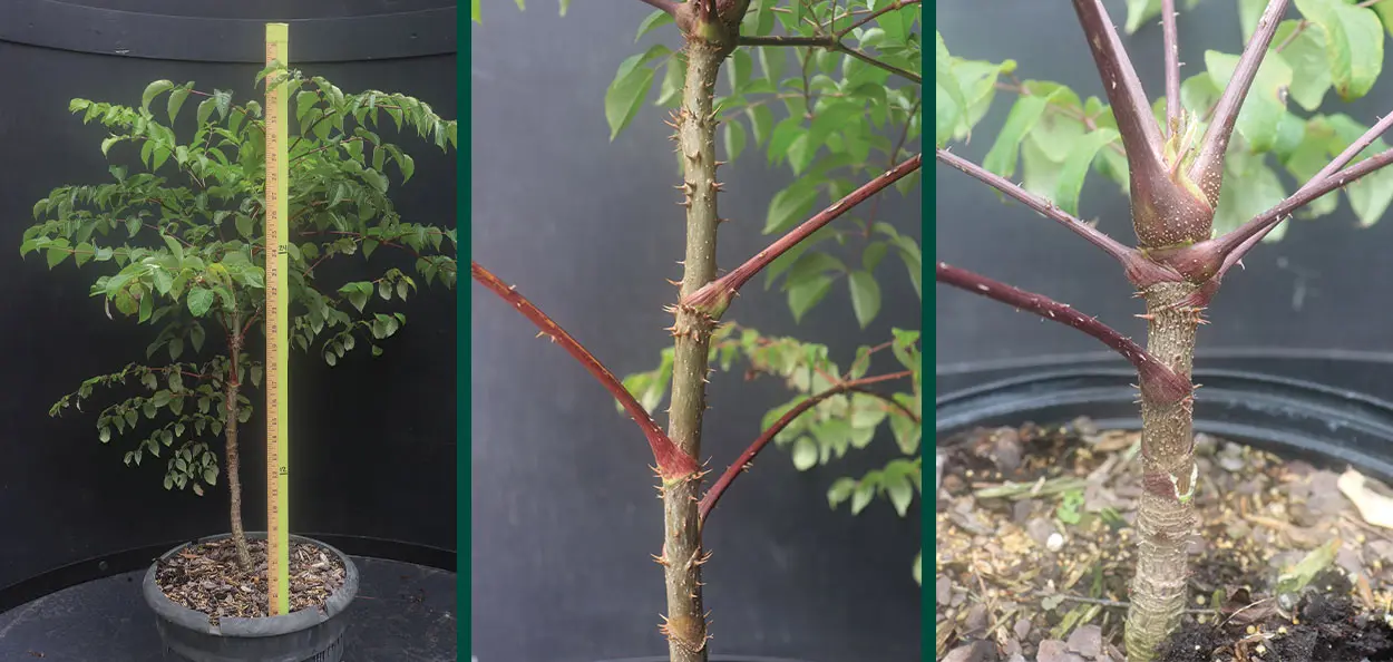 Devil’s Walking Stick | Johnson's Nursery | KB
