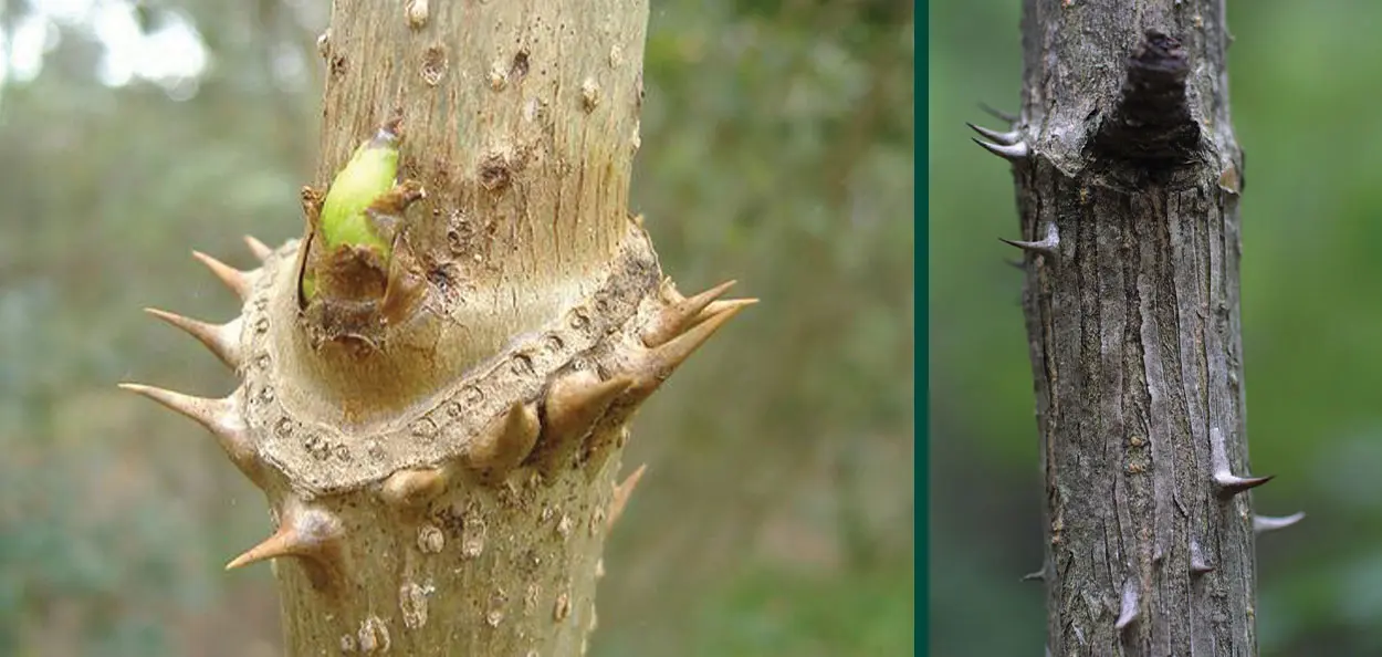 Devil’s Walking Stick | Johnson's Nursery | KB