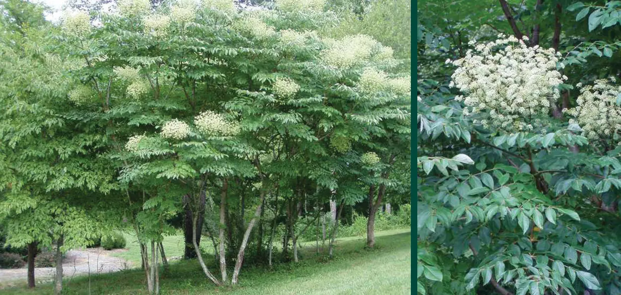 Devil’s Walking Stick | Johnson's Nursery | KB