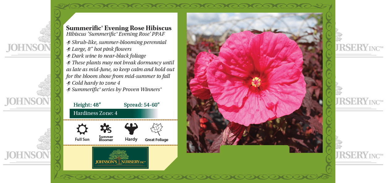 Summerific® Evening Rose Hibiscus | Johnson's Nursery | KB
