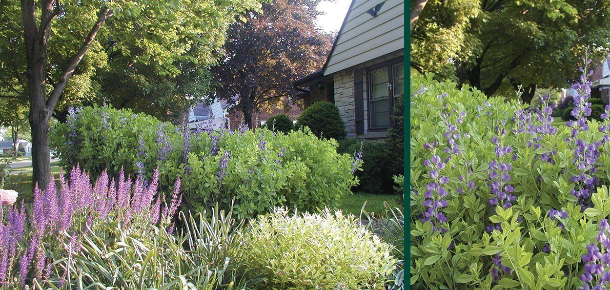 False Blue Indigo | Johnson's Nursery | KB