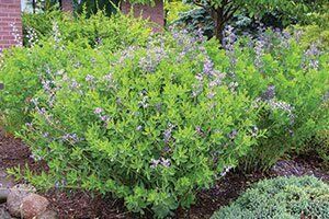False Blue Indigo | Johnson's Nursery | KB