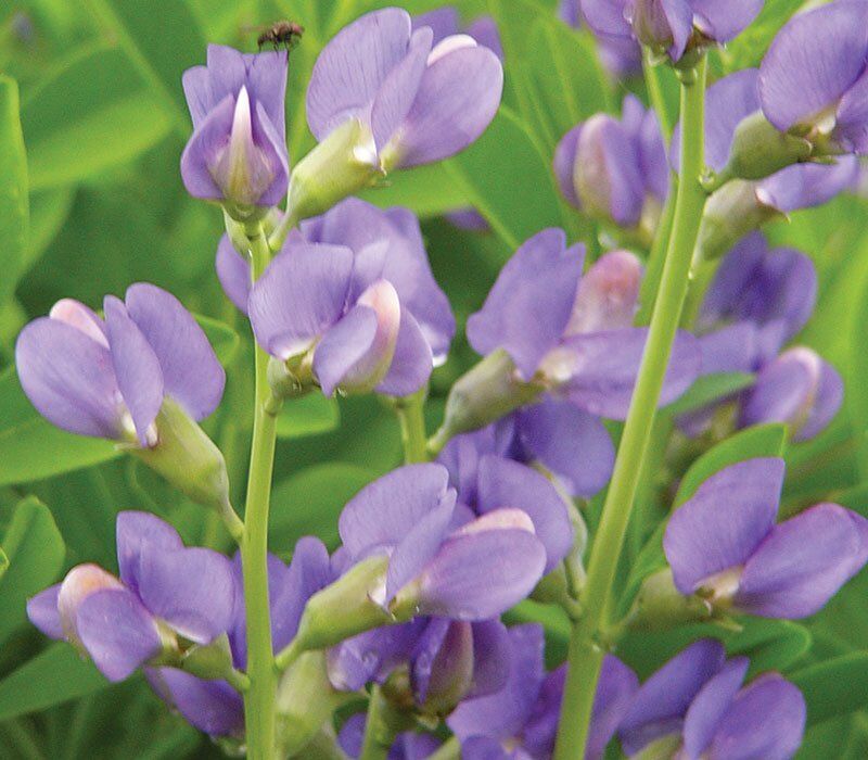 False Blue Indigo | Johnson's Nursery | KB