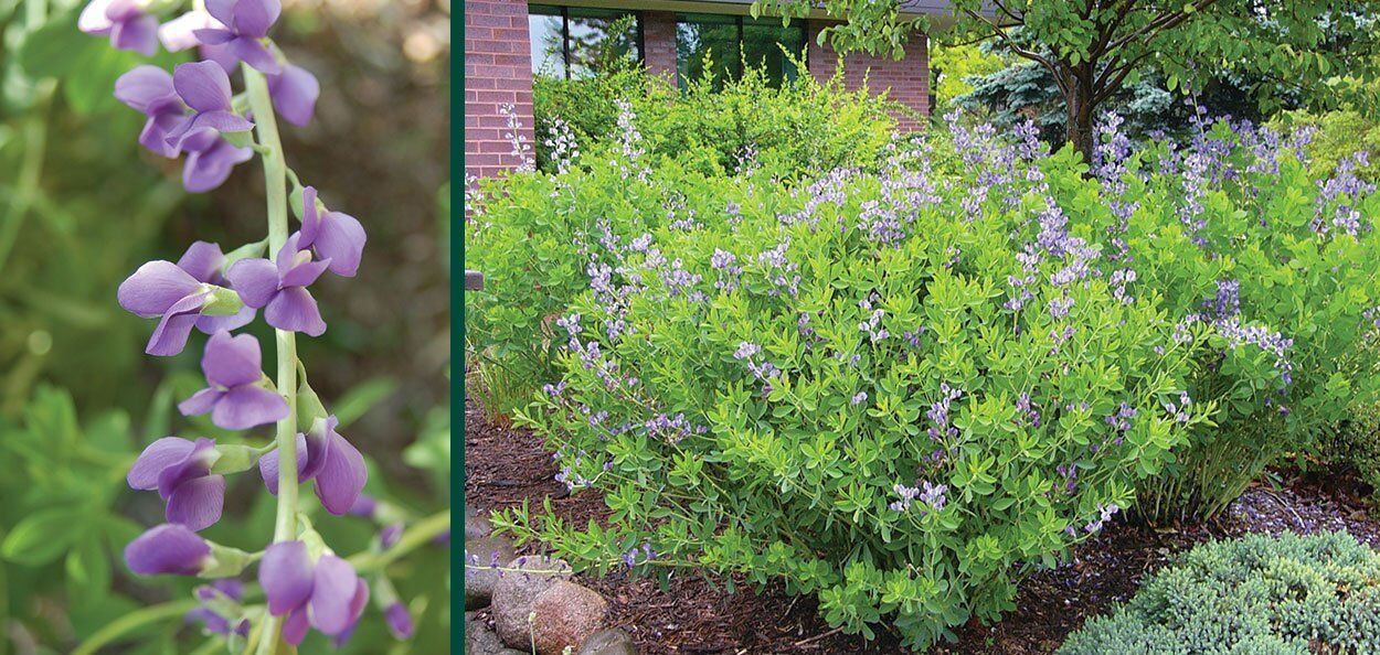 False Blue Indigo | Johnson's Nursery | KB