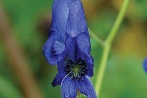 Fischer Monkshood | Johnson's Nursery | KB