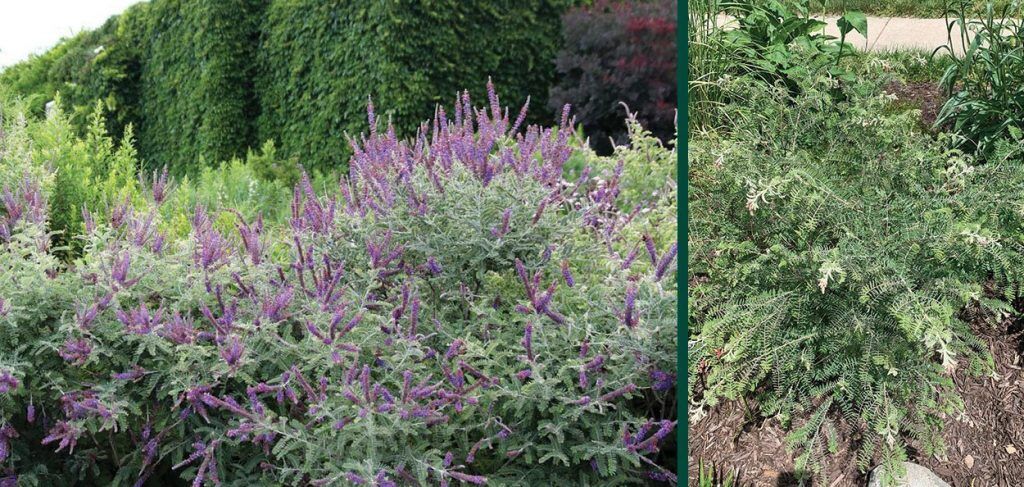 Leadplant | Johnson's Nursery | KB