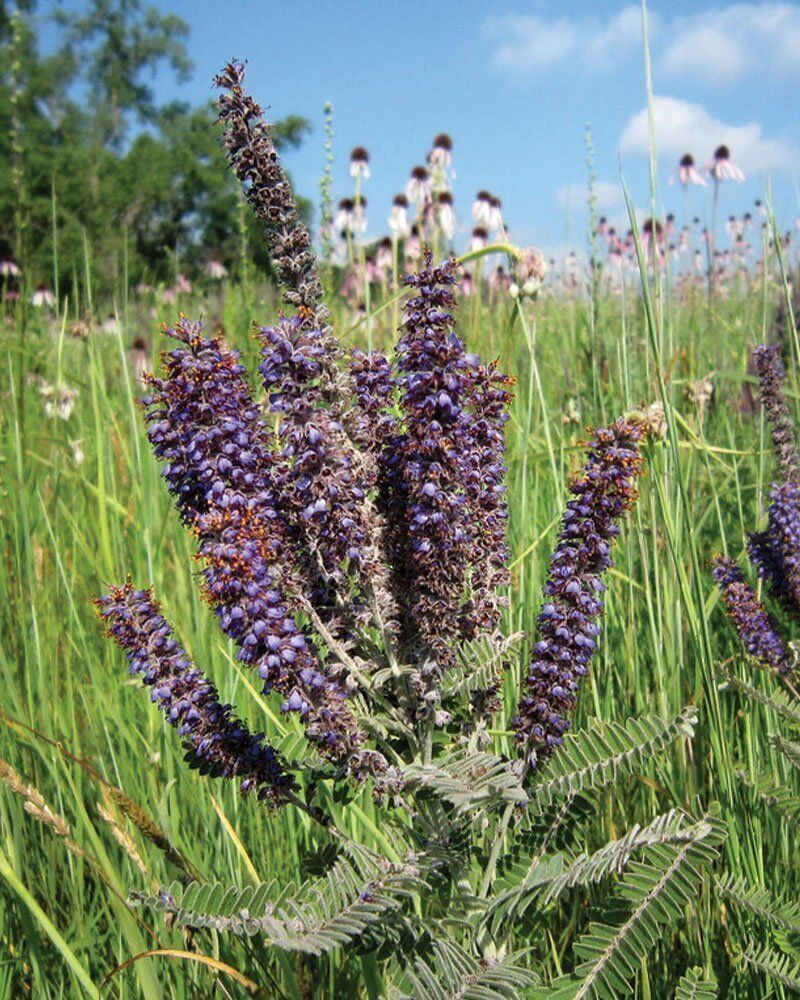 Wisconsin Native Perennials | Johnson's Nursery | Knowledgebase