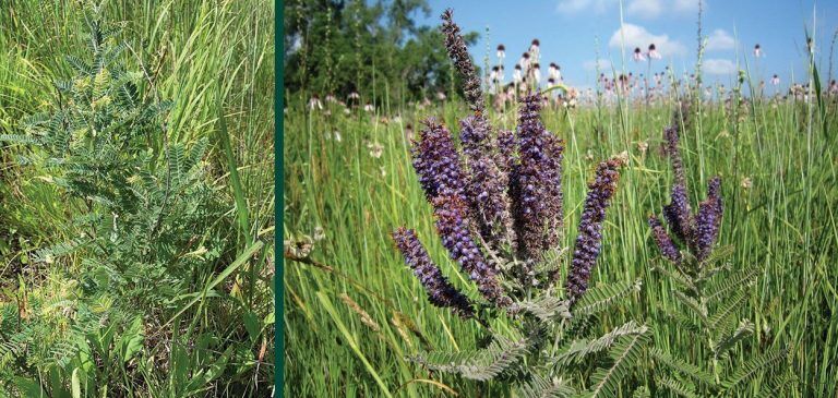 Leadplant | Johnson's Nursery | KB