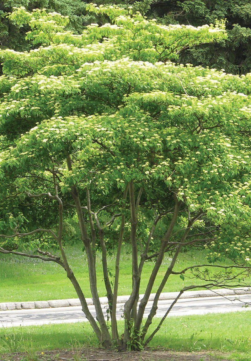 Wisconsin Native Trees | Johnson's Nursery | Knowledgebase