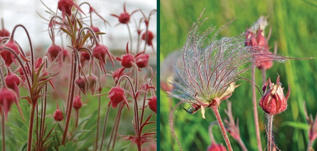 Prairie Smoke | Johnson's Nursery | KB