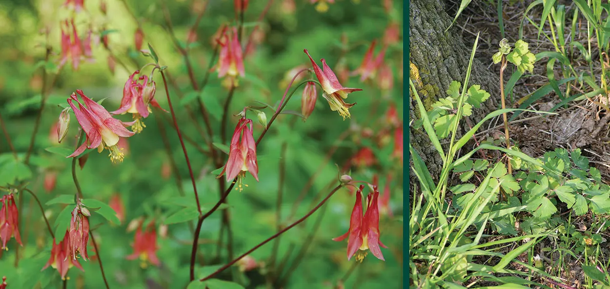 Canadian Columbine | Johnson's Nursery | KB