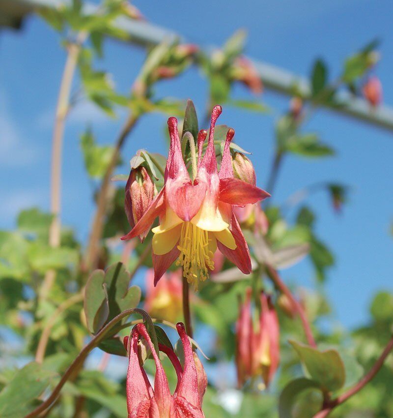 Wisconsin Native Perennials | Johnson's Nursery | Knowledgebase