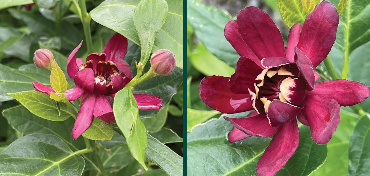 Aphrodite Sweetshrub | Johnson's Nursery | Knowledgebase