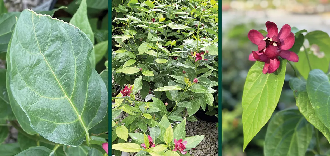 Aphrodite Sweetshrub | Johnson's Nursery | Knowledgebase