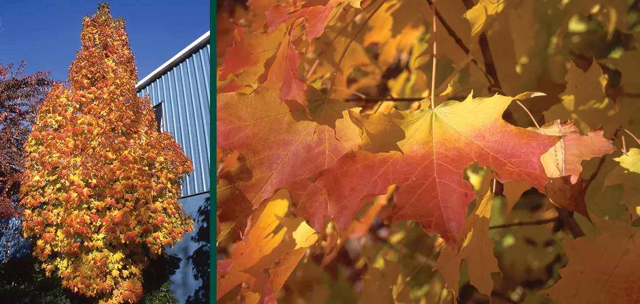 Apollo® Sugar Maple | Johnson's Nursery | KB