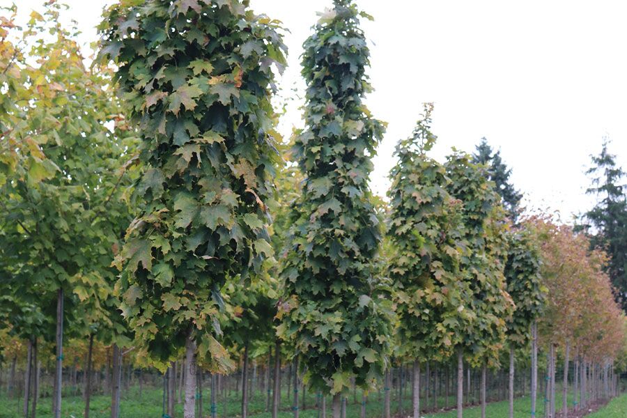 Apollo® Sugar Maple | Johnson's Nursery | KB
