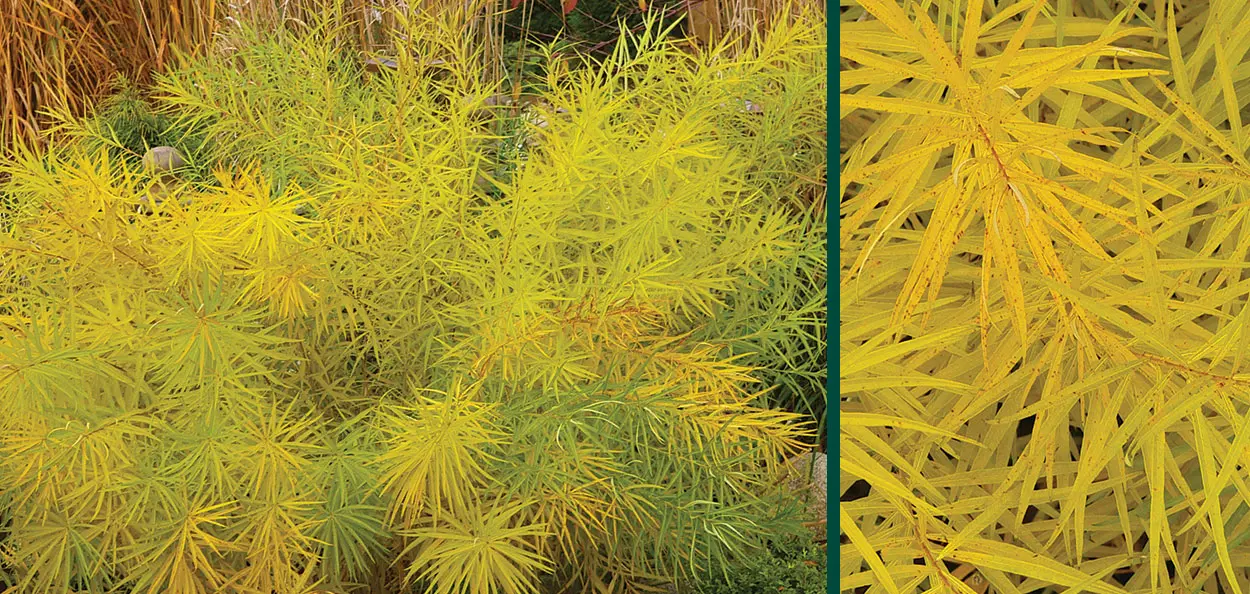 Arkansas Amsonia | Johnson's Nursery | KB
