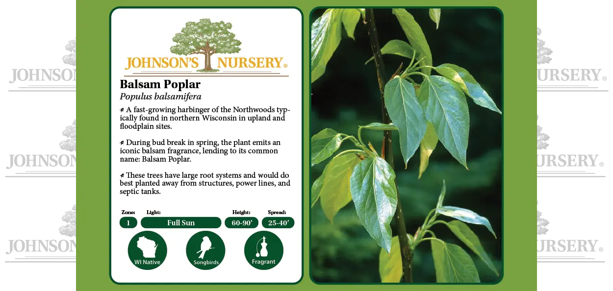 Balsam Poplar | Johnson's Nursery | KB
