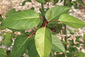 Balsam Poplar | Johnson's Nursery | KB