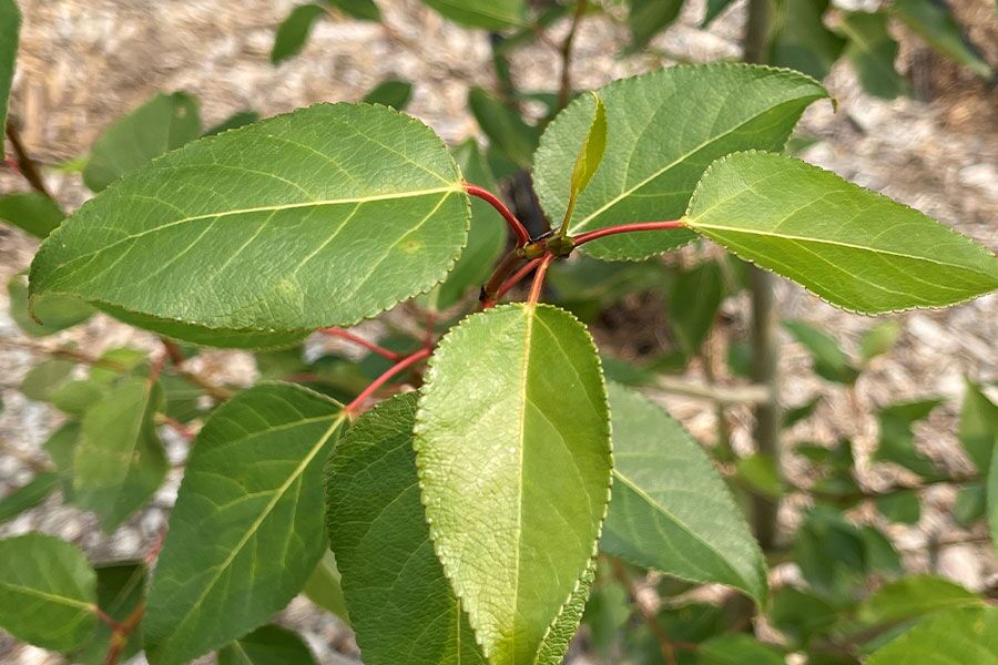 Wisconsin Native Trees | Johnson's Nursery | Knowledgebase