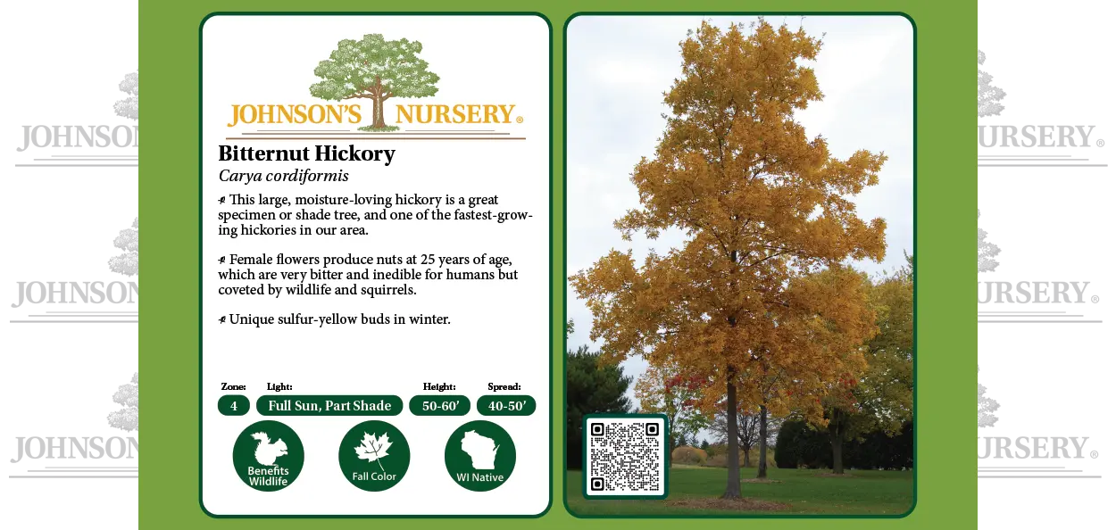 Bitternut Hickory | WI Native Tree | Johnson's Nursery | KB