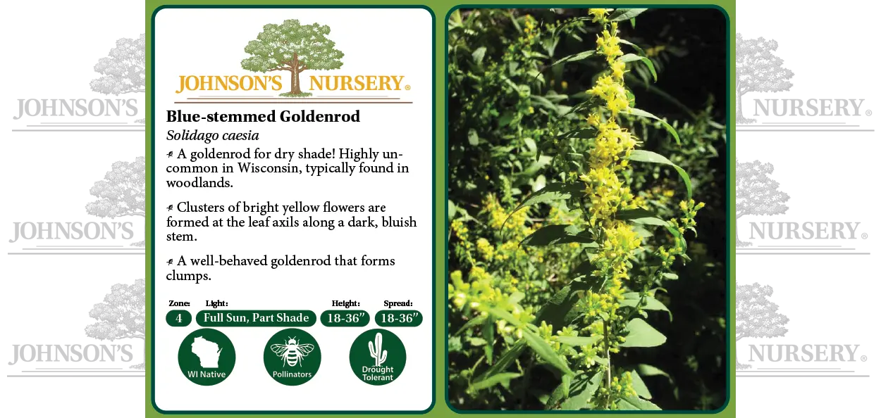 Blue-stemmed Goldenrod | Johnson's Nursery | KB