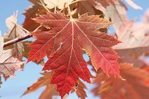 Celebration® Maple | Johnson's Nursery | KB