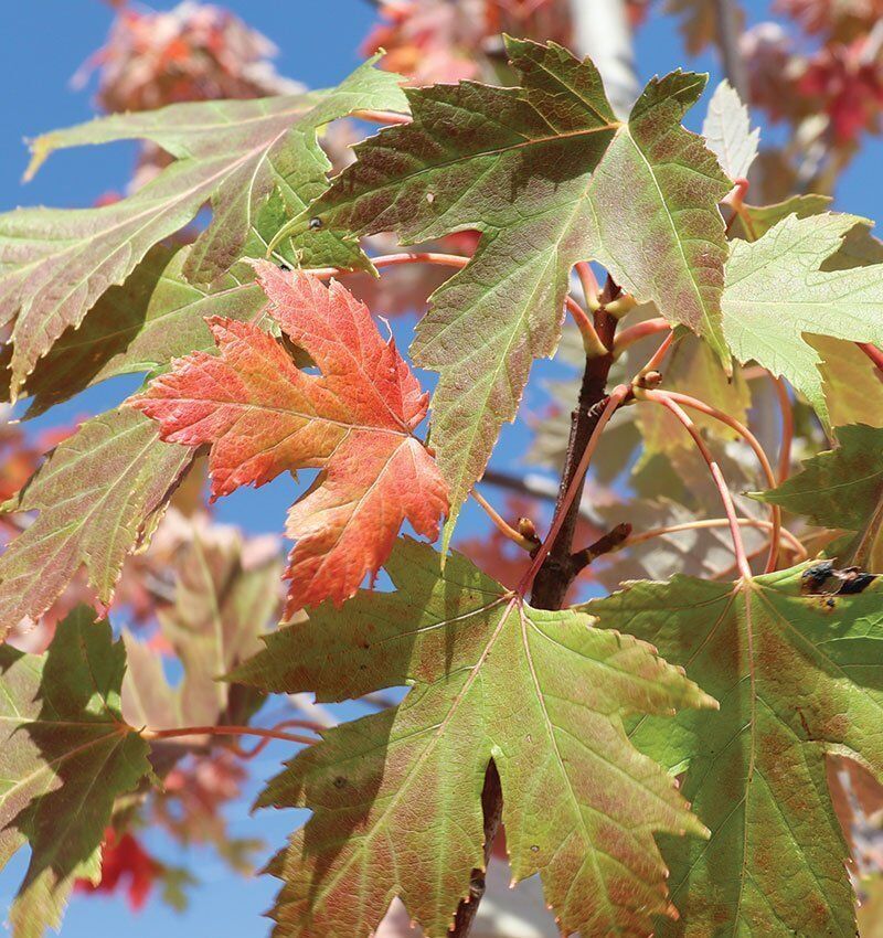 Celebration® Maple | Johnson's Nursery | KB