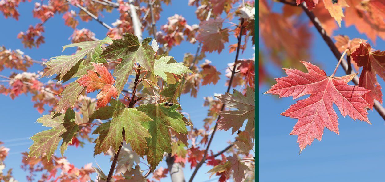 Celebration® Maple | Johnson's Nursery | KB