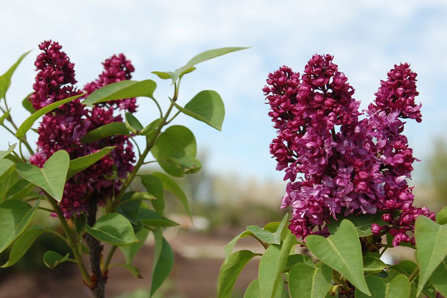 Charles Joly Lilac | Johnson's Nursery | KB