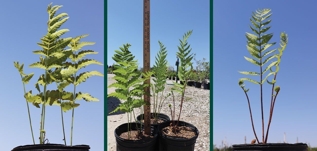 Cinnamon Fern | Johnson's Nursery | KB