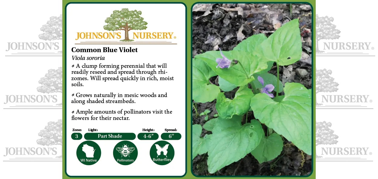 Common Blue Violet | Johnson's Nursery | KB