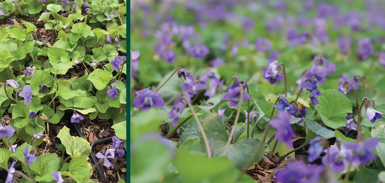 Common Blue Violet | Johnson's Nursery | KB