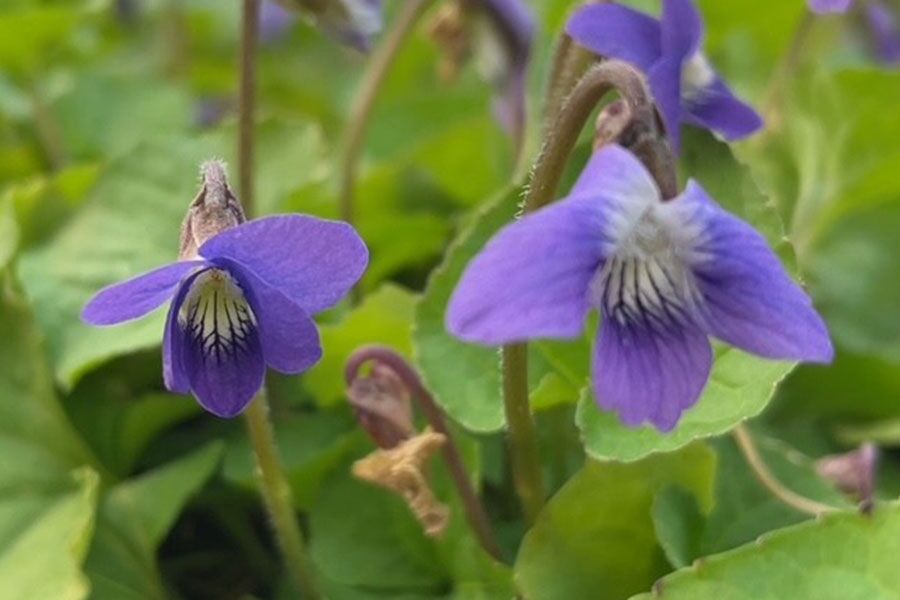 Common Blue Violet | Johnson's Nursery | KB