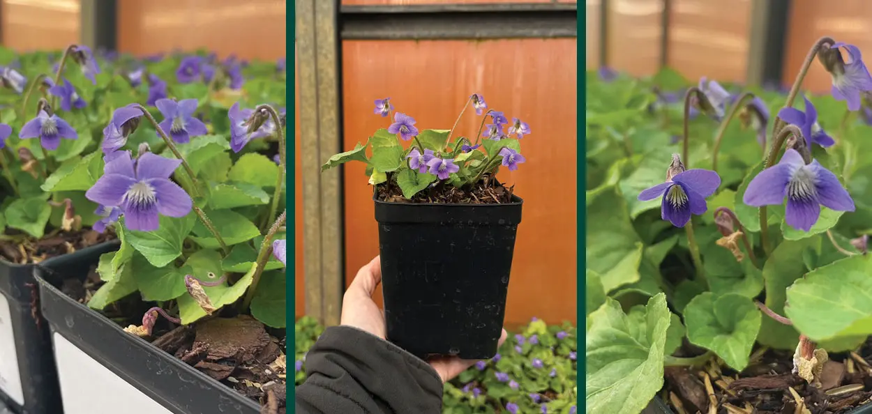 Common Blue Violet | Johnson's Nursery | KB