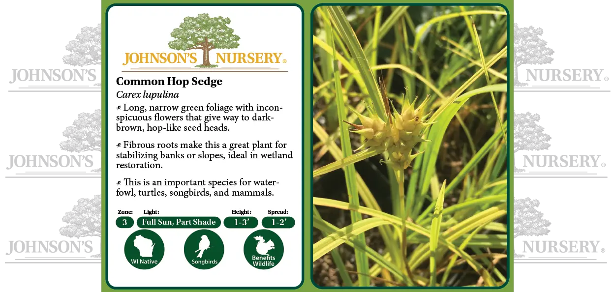 Common Hop Sedge | Johnson's Nursery | KB