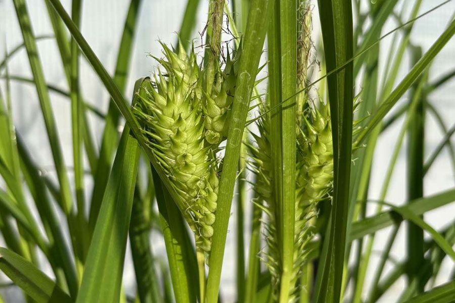 Wisconsin Native Grasses | Johnson's Nursery | Knowledgebase