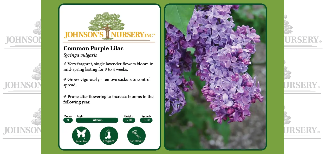 Common Purple Lilac | Johnson's Nursery | KB