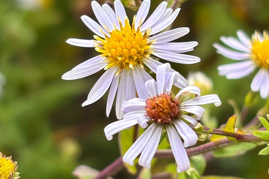 Crooked-stem Aster | Johnson's Nursery | KB