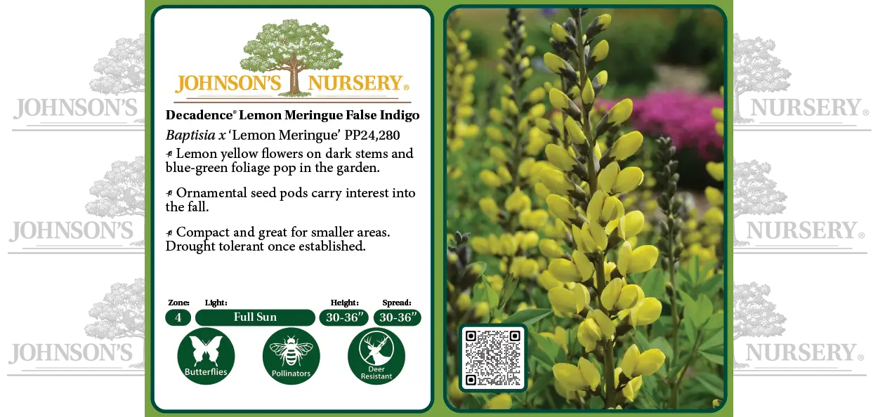 Decadence® Lemon Meringue False Indigo | Johnson's Nursery | KB