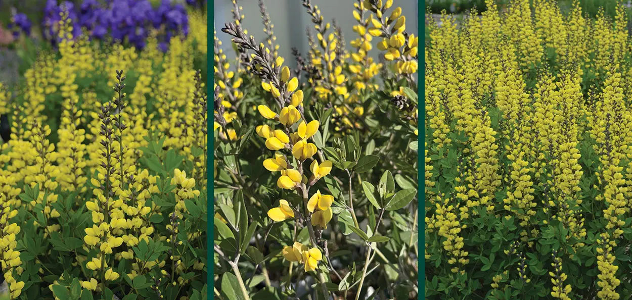 Decadence® Lemon Meringue False Indigo | Johnson's Nursery | KB