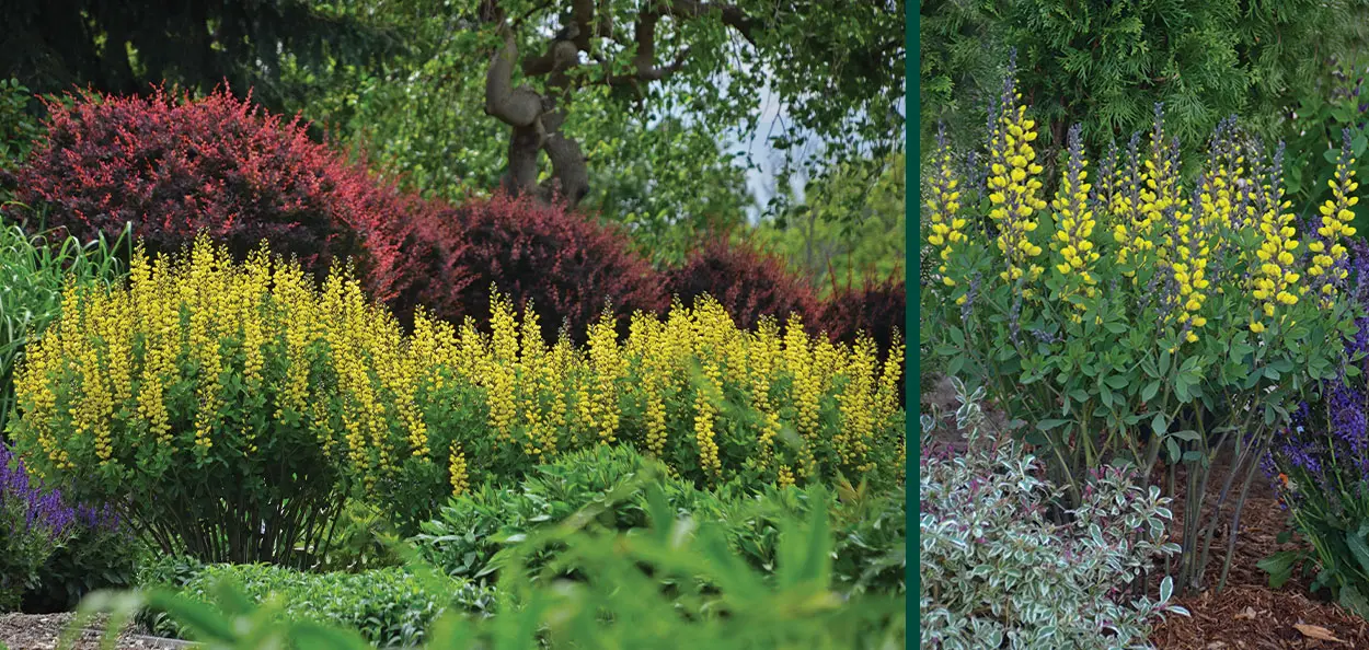 Decadence® Lemon Meringue False Indigo | Johnson's Nursery | KB