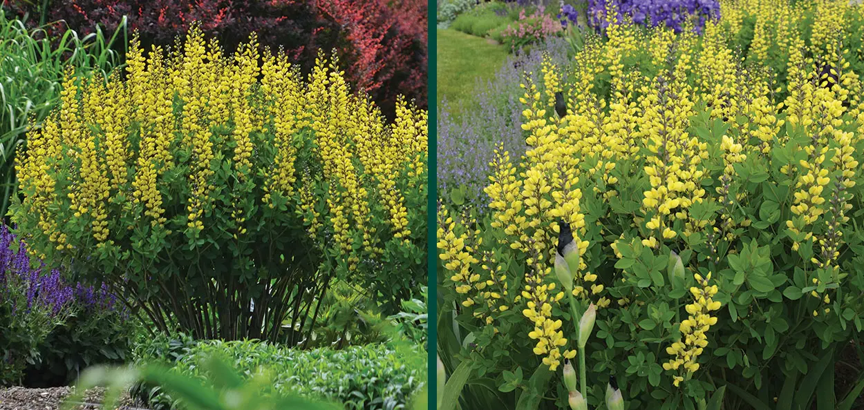 Decadence® Lemon Meringue False Indigo | Johnson's Nursery | KB