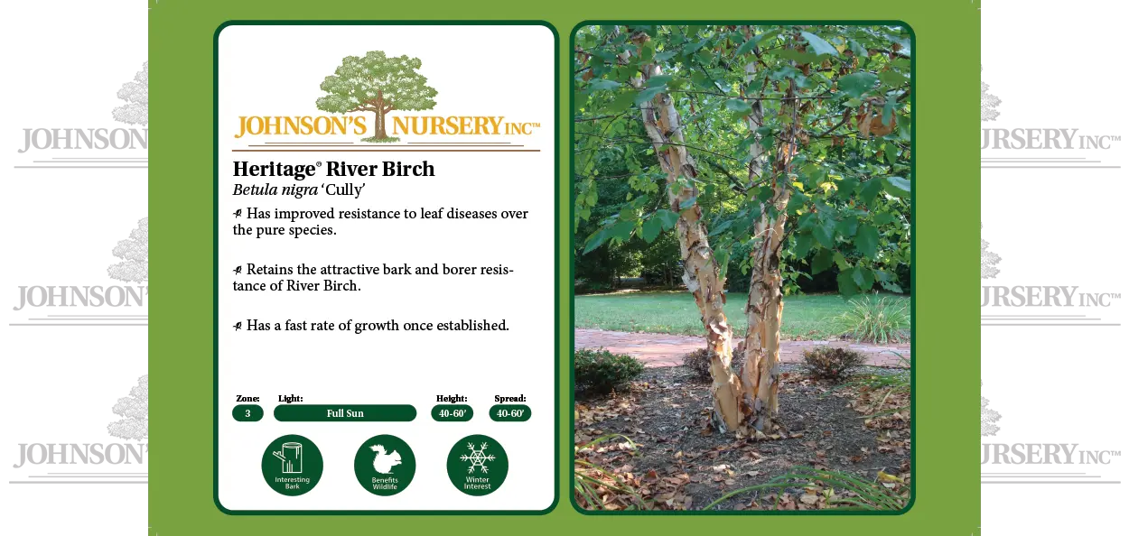 Heritage® River Birch | Johnson's Nursery | KB